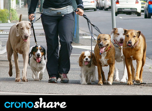 consejos_paseadores_perros - Blog de Cronoshare